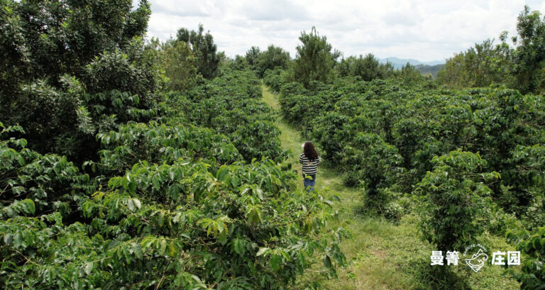 Manqing Coffee Farmについて – SHOP COFFEE : PURE PEAKS