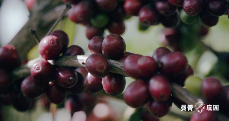 Manqing Coffee Farmについて – SHOP COFFEE : PURE PEAKS